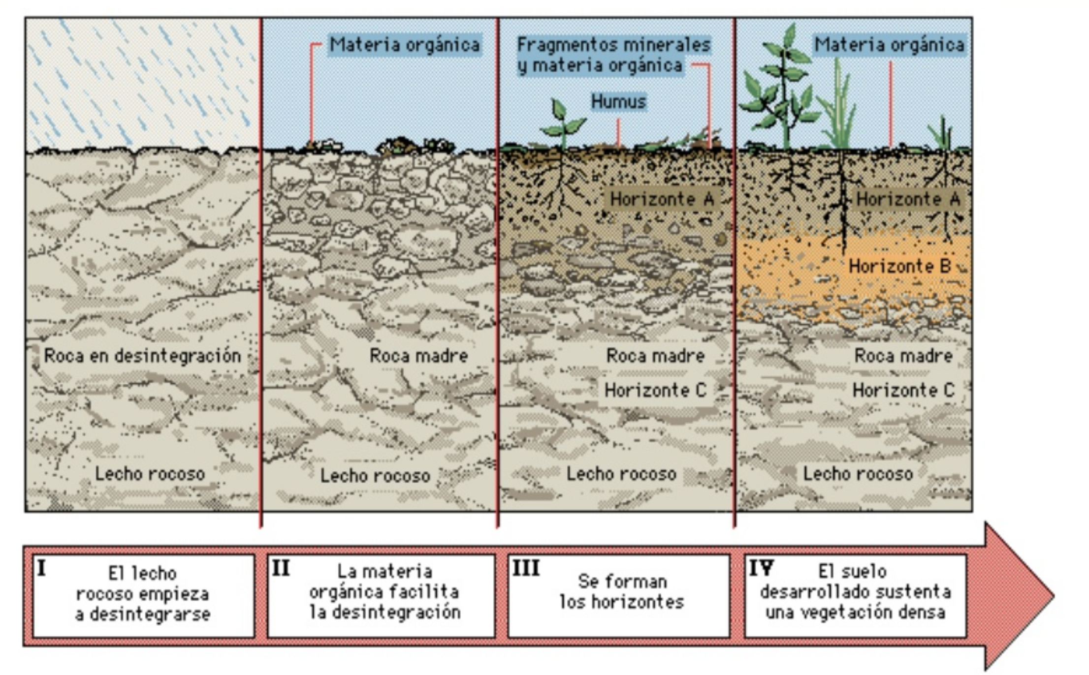 Sucesión ecológica